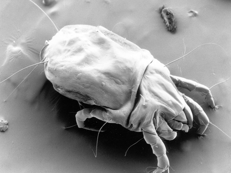 Indoor Pollutants Hazardous to Your Health